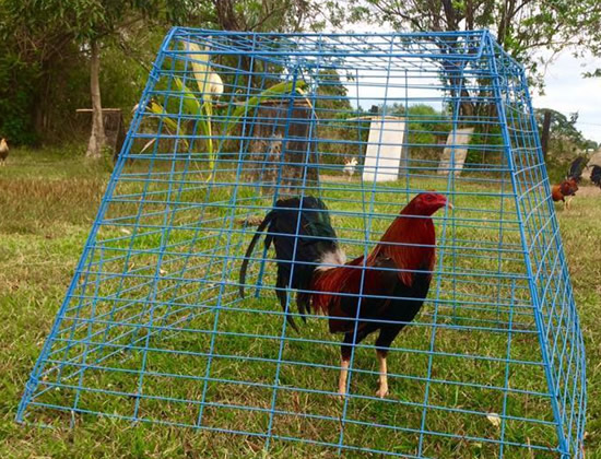 Pyramid Cage - Hengshi Wire Mesh Product Co., Ltd.