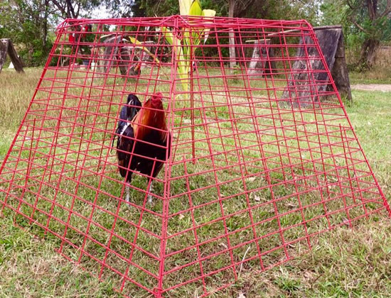 Pyramid Cage - Hengshi Wire Mesh Product Co., Ltd.